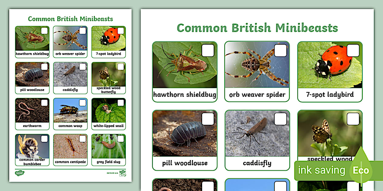 Common British Minibeasts Identification Sheet - KS1