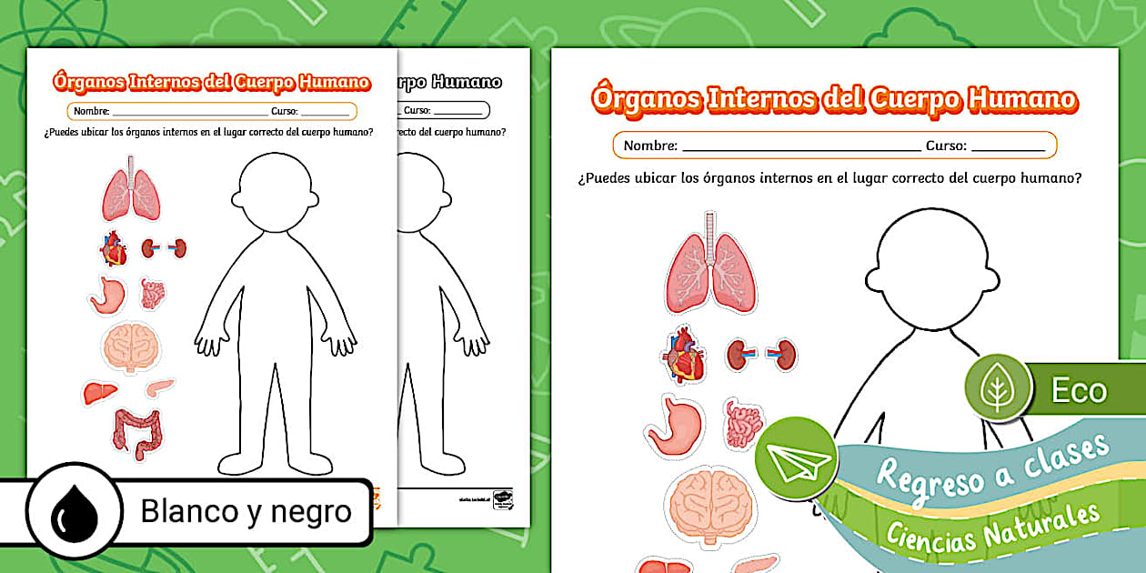 Actividad: órganos del cuerpo humano para imprimir