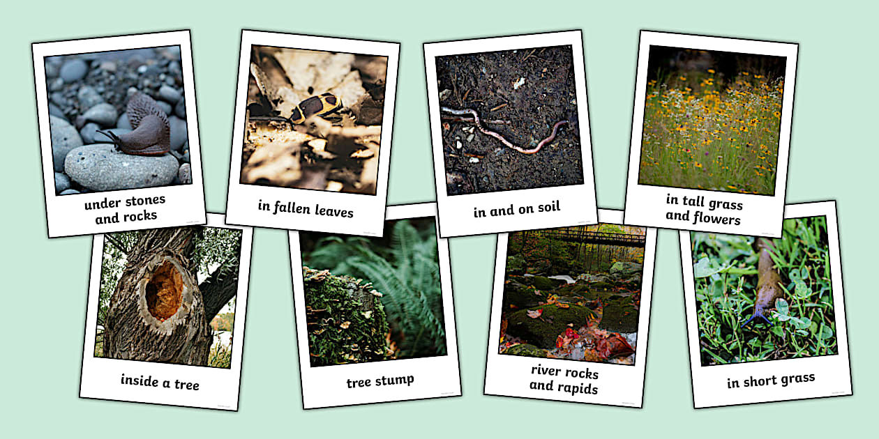 Microhabitats Instant Photo Style Display Images - Twinkl