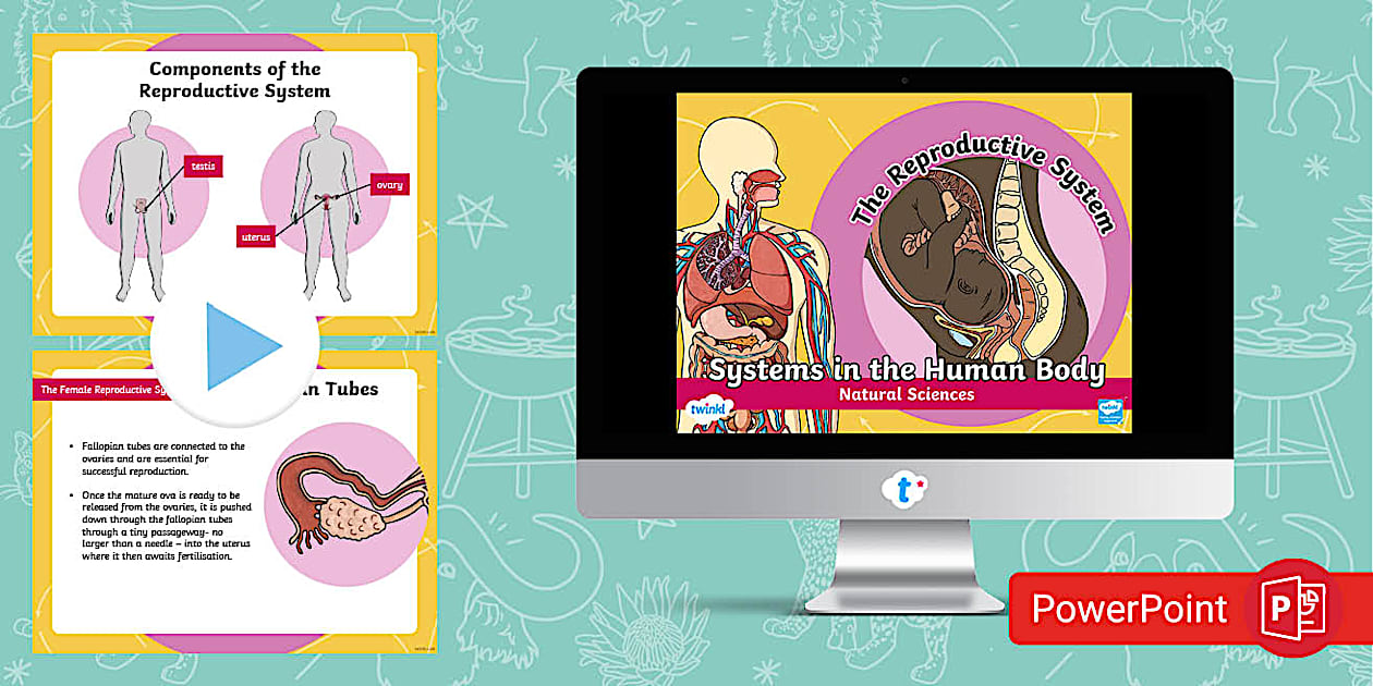 Systems in the Human Body: Reproductive System PowerPoint