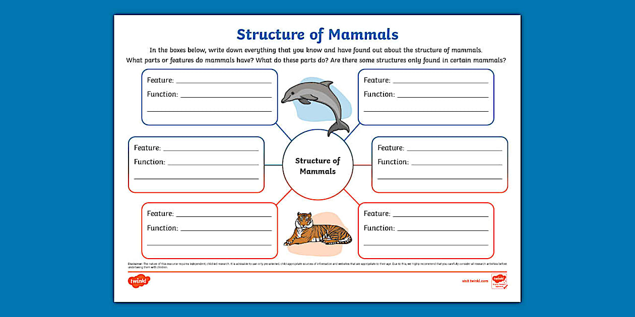 Structure of Mammals Mind Map (teacher made) - Twinkl