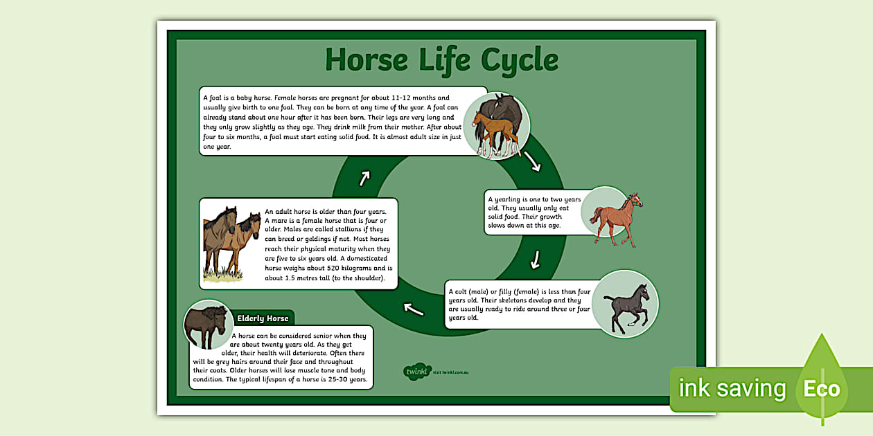 Horse Life Cycle Poster (teacher made) - Twinkl