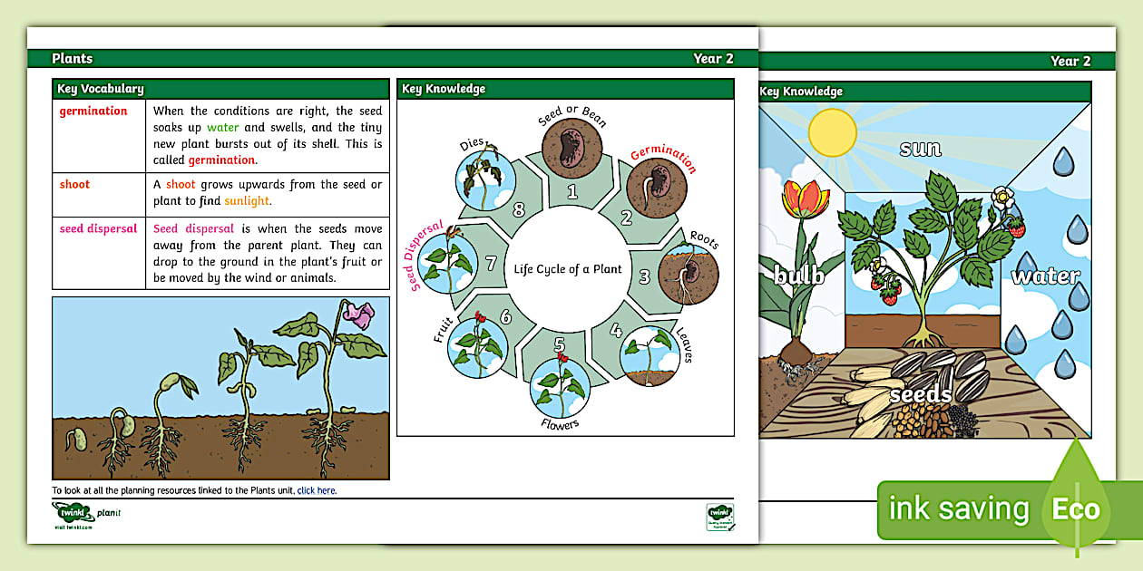 Plants Knowledge Organizer | Year 2 Science - Twinkl