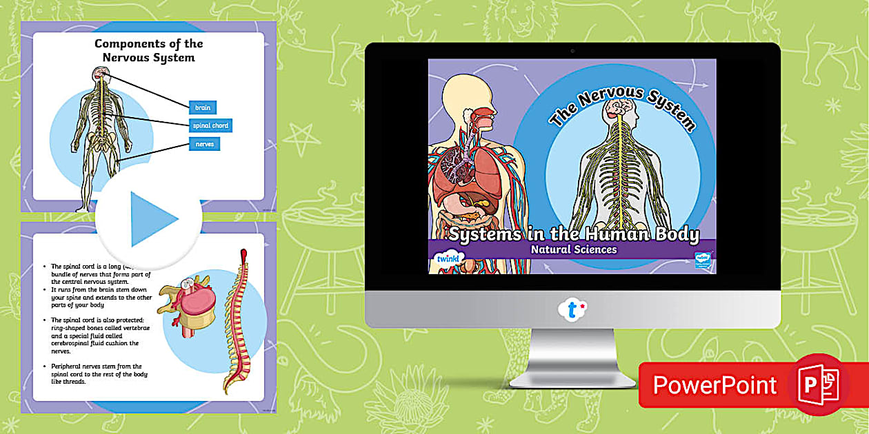 Systems in the Human Body: Nervous System PowerPoint