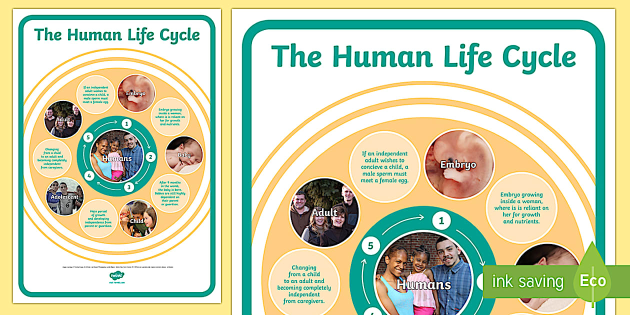 Editable Human Life Cycle Display Poster - Twinkl