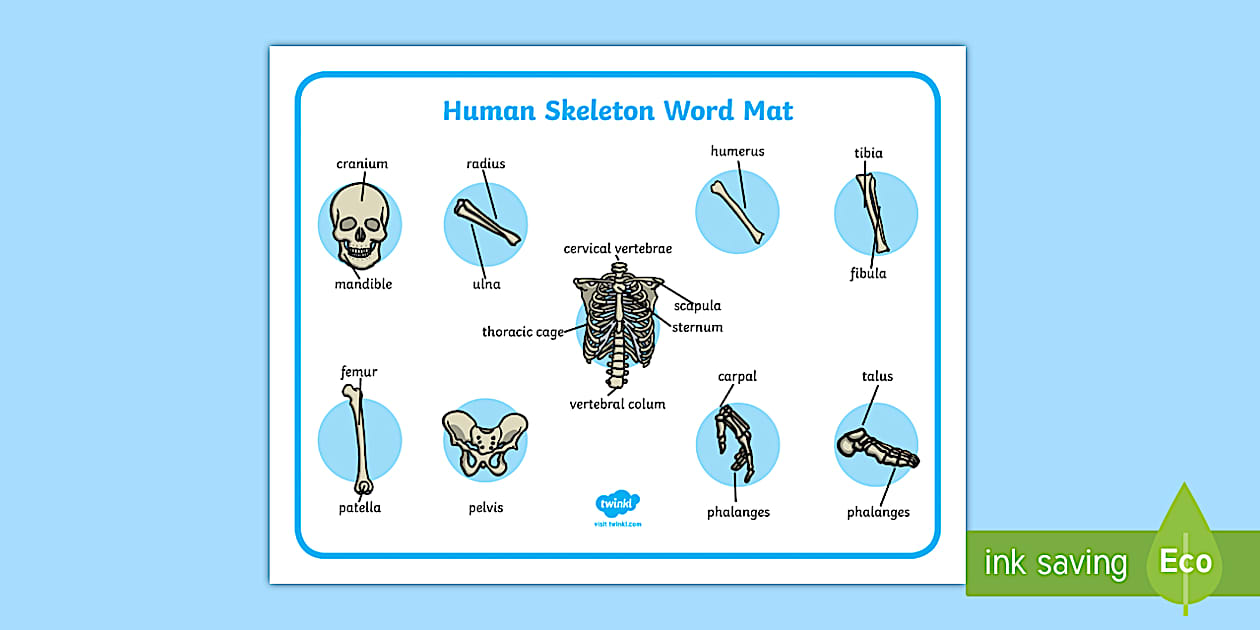 Cursive Human Skeleton Word Mat (teacher made) - Twinkl