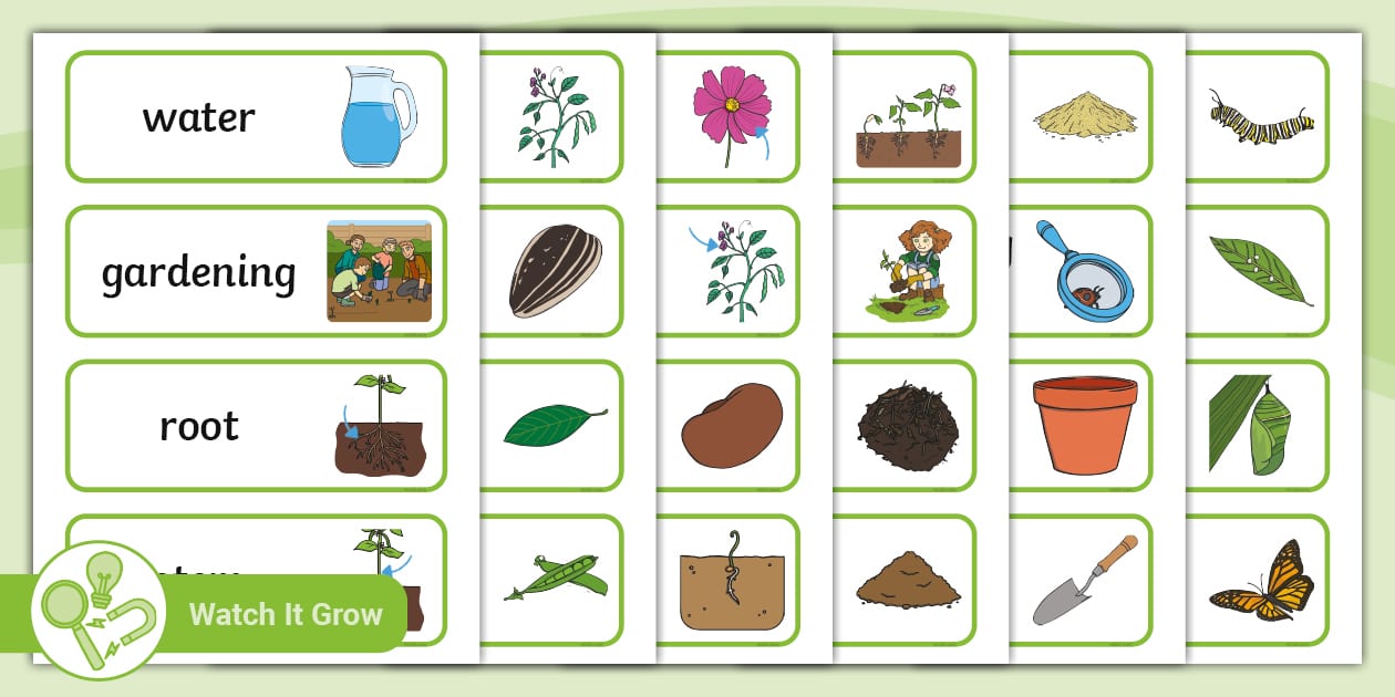 Kindergarten Science Vocabulary Cards: Watch It Grow