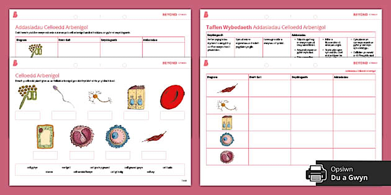 Beyond Cymru: Taflen Weithgaredd Celloedd Arbenigol - Twinkl