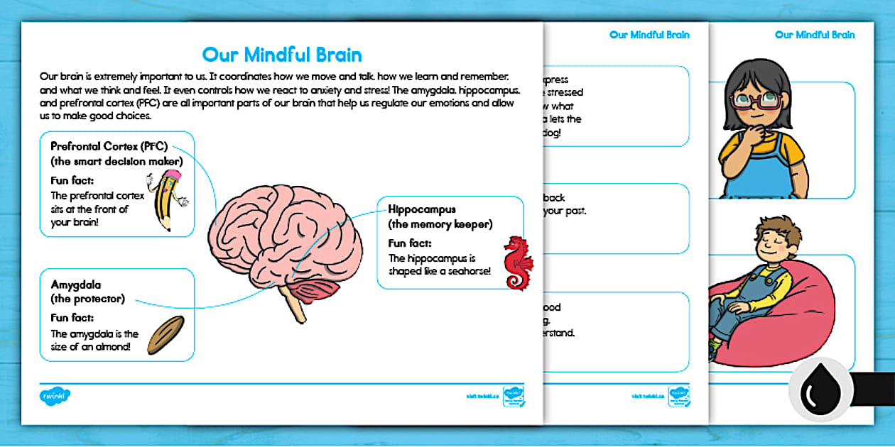 Our Mindful Brain Fact File (teacher made) - Twinkl