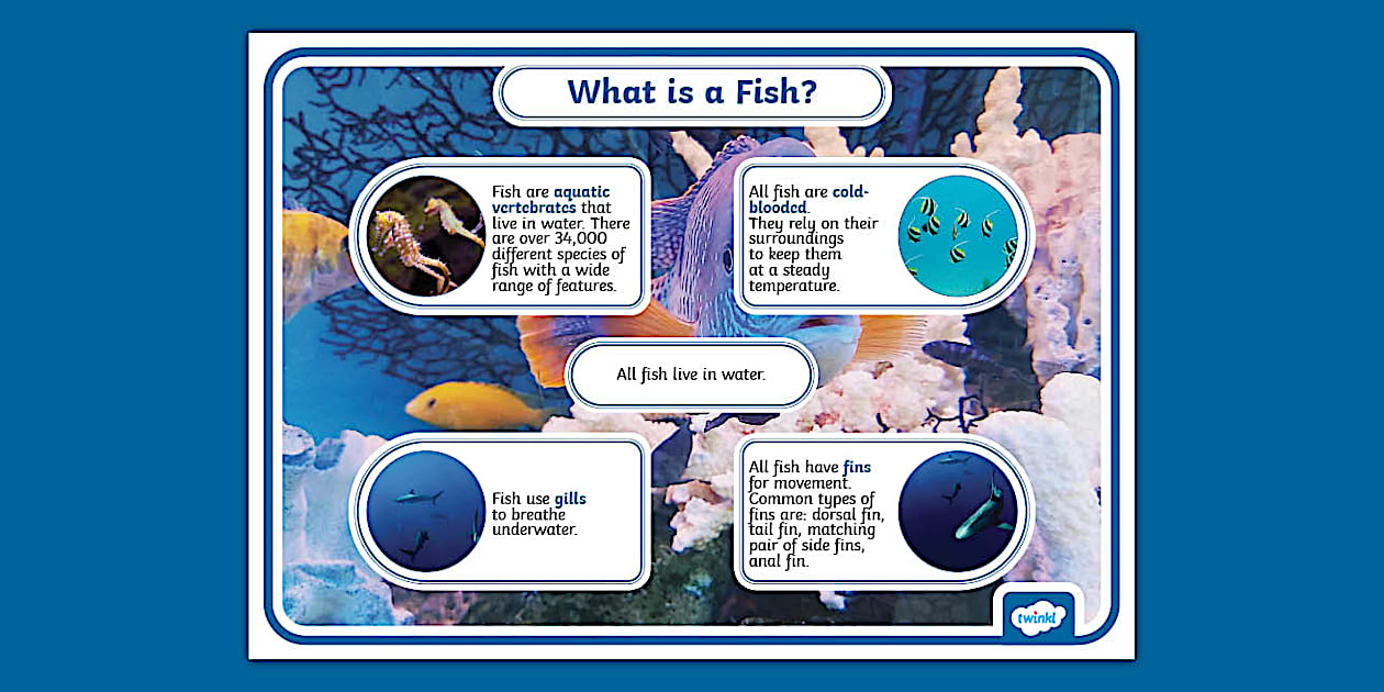 What is a Fish? Display Poster (professor feito) - Twinkl