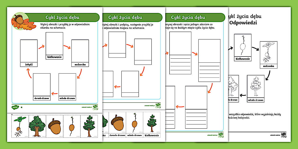 Cykl życia dębu | Karta pracy | Edukacja przyrodnicza