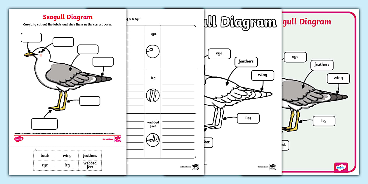 Seagull Diagram Pack (teacher made) - Twinkl