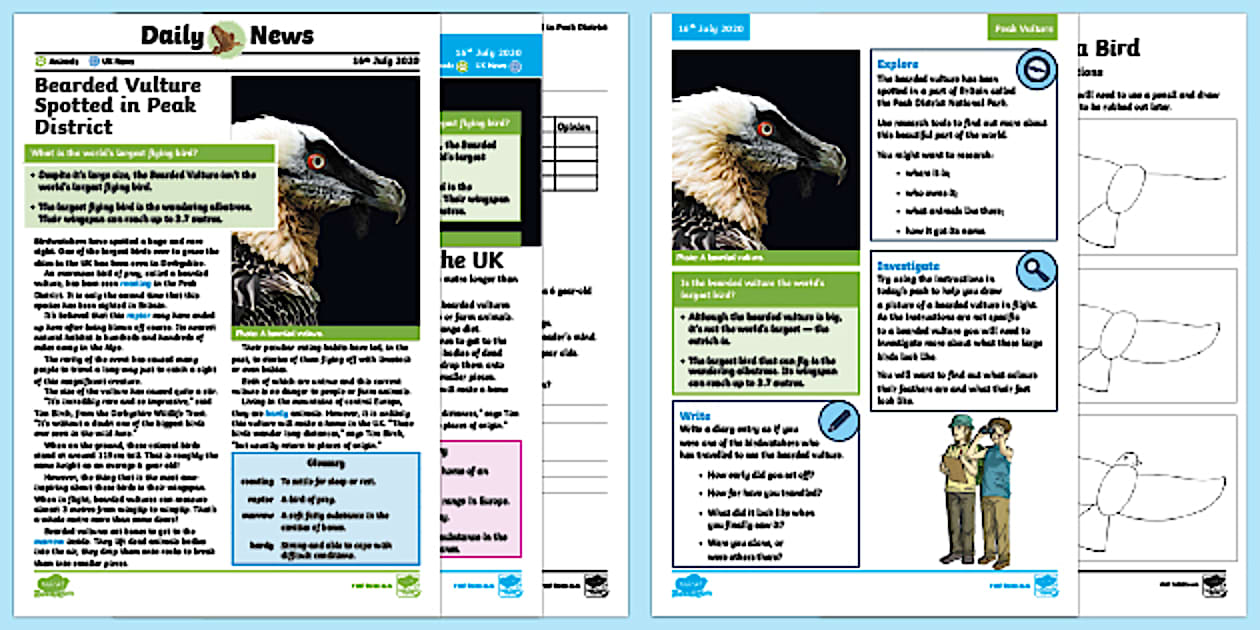 Rare Vulture Resource Pack | Daily News for KS2 (Ages 7-11)