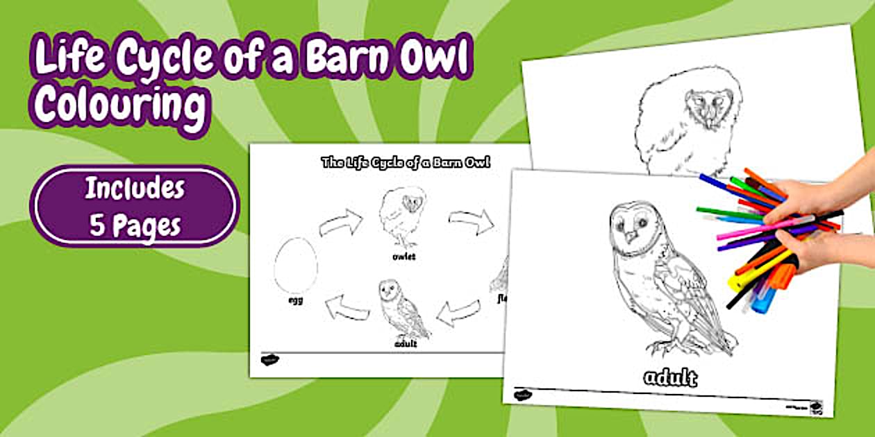 Life Cycle of a Barn Owl Colouring - KS1