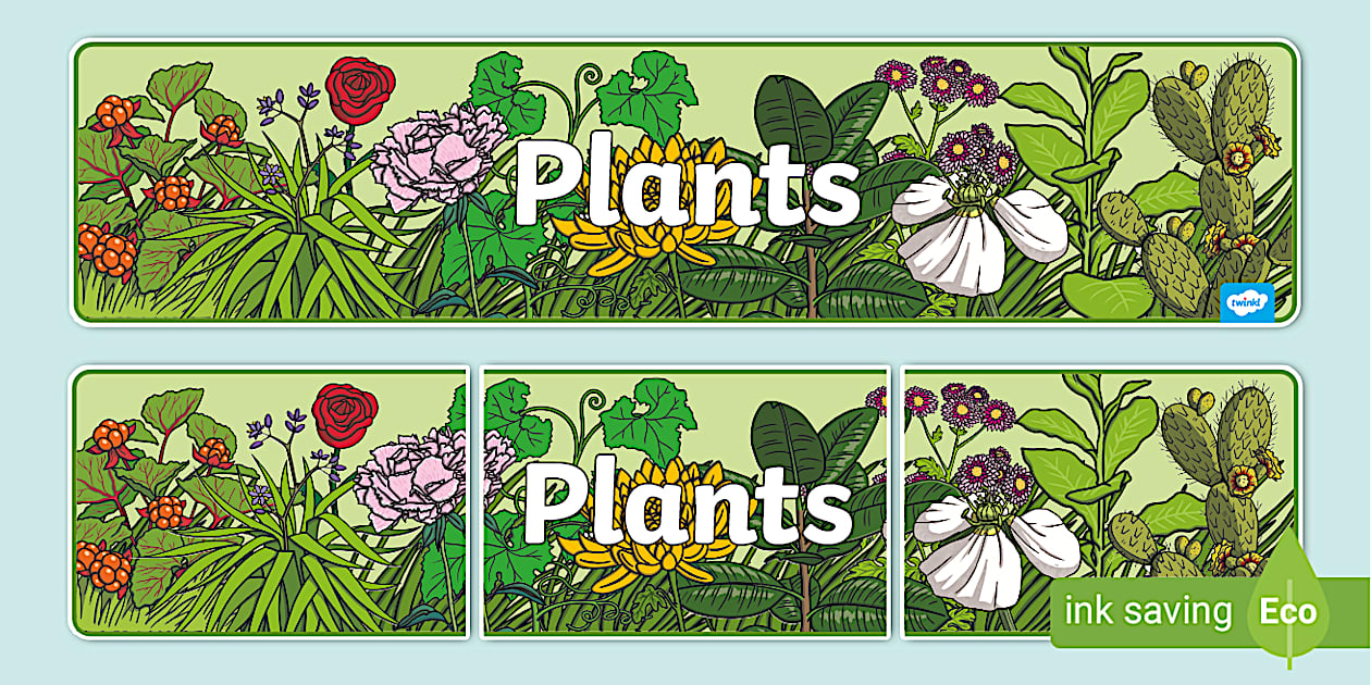 Fantastic Plant Display (Teacher-Made) - Twinkl