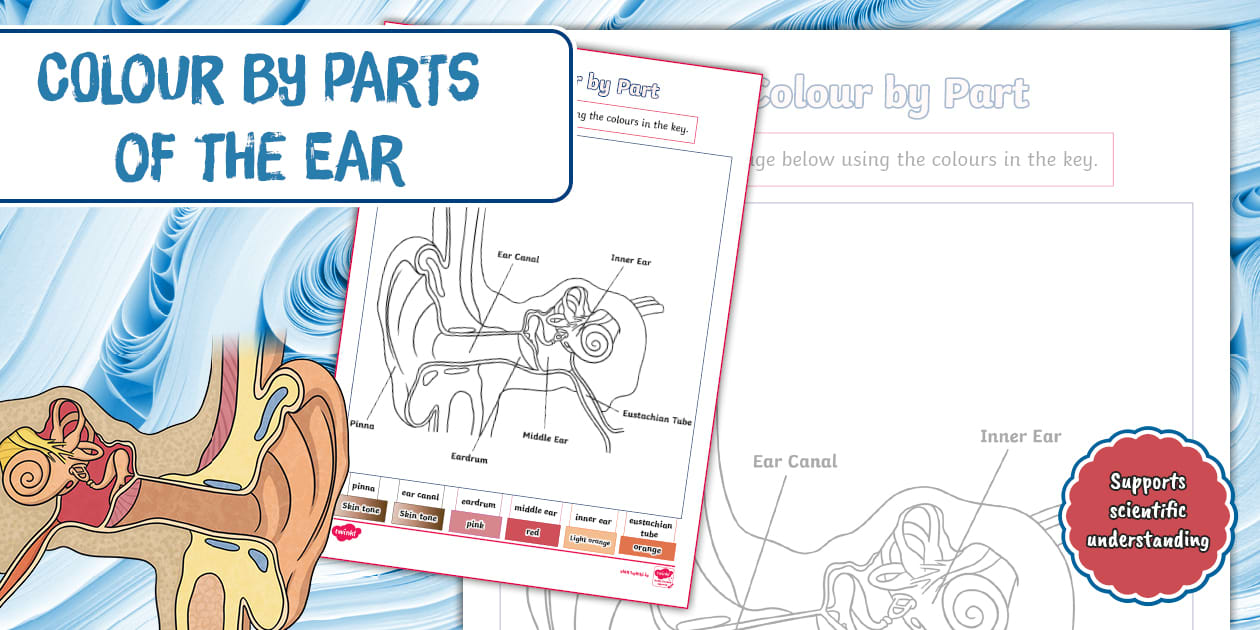Colour by Parts of the Ear Worksheet
