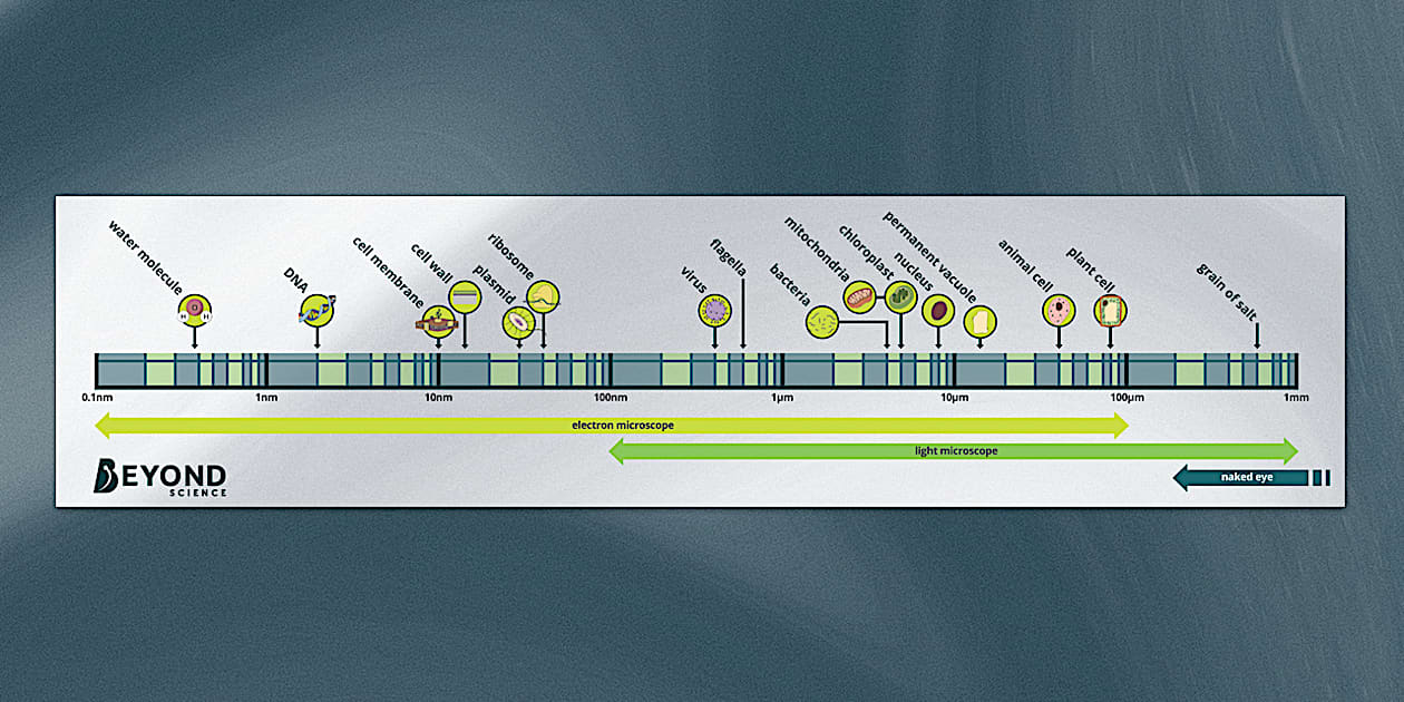 Sub-Cellular Structures Poster | Secondary Biology | Beyond
