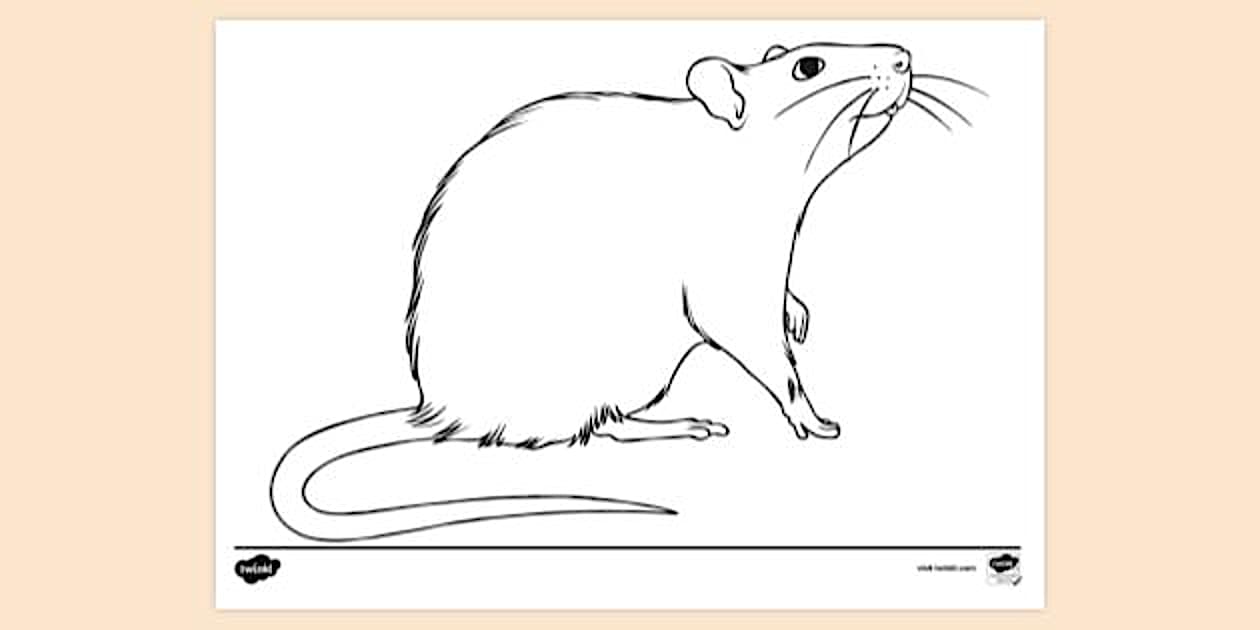 Rat Colouring Sheet for Kids - Creative Resource - Twinkl