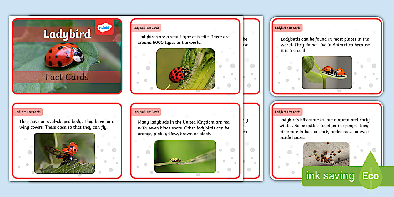 Ladybird Fact Cards - KS1 - Insects (Teacher-Made) - Twinkl