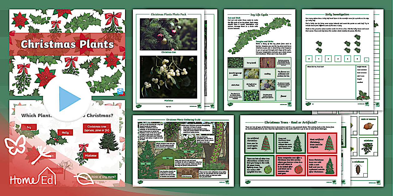 Christmas Plants Explorer Pack (teacher made) - Twinkl