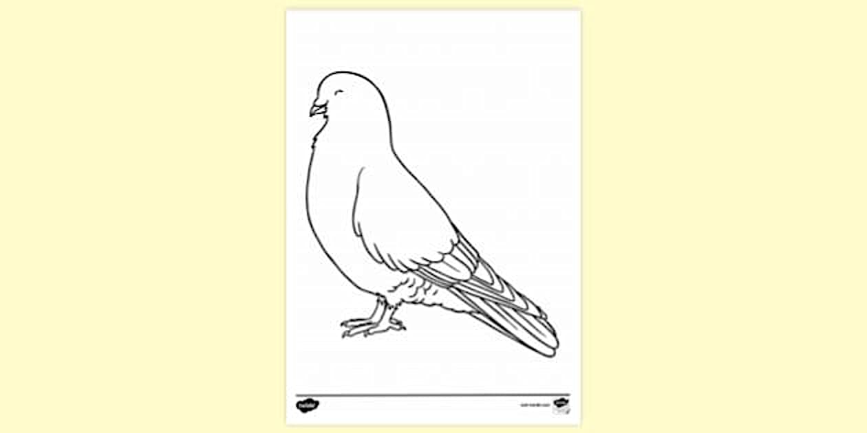 White Pigeon Colouring | Colouring Sheets (teacher made)