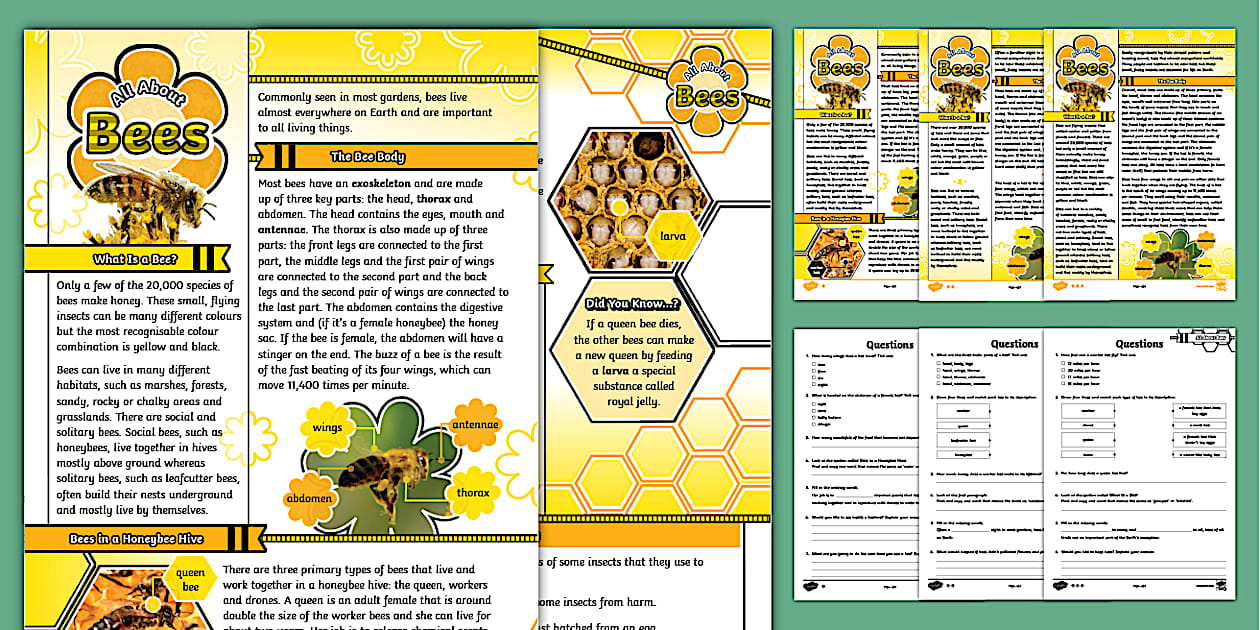 UKS2 All About Bees Reading Comprehension Activity - Twinkl