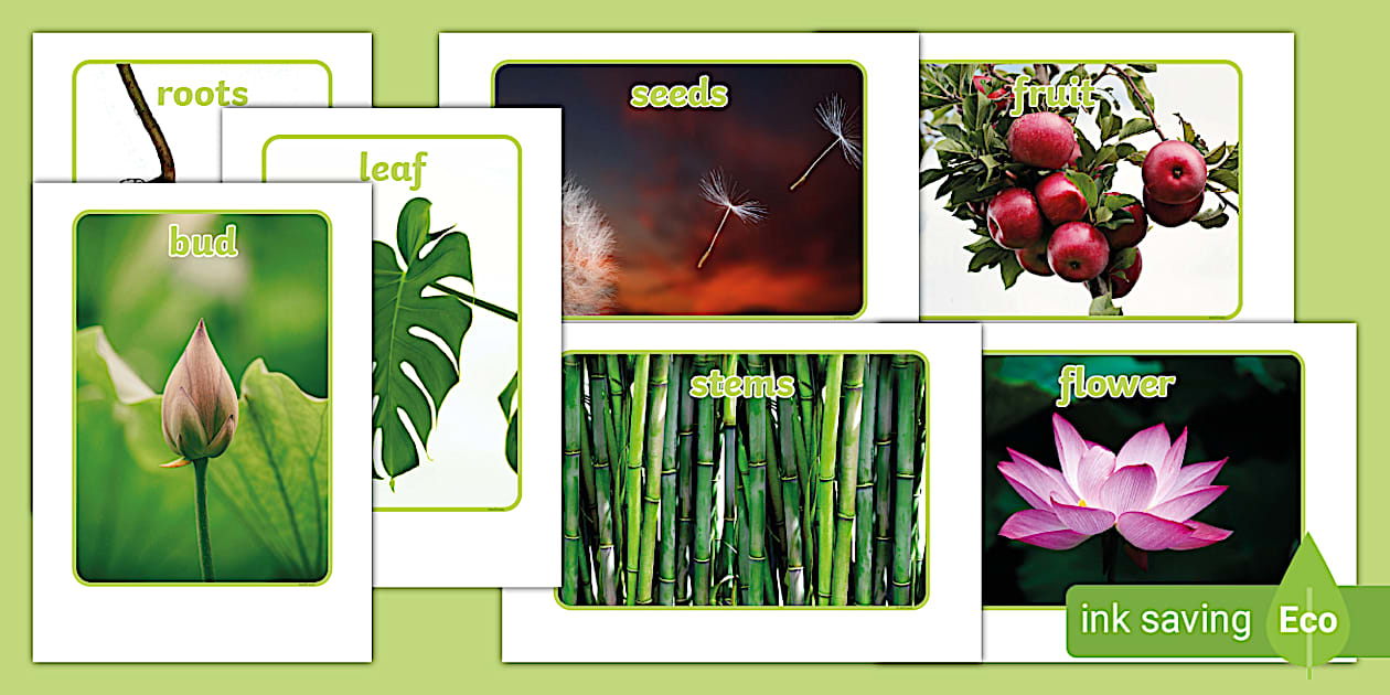 Parts of a Plant Display Photos | Twinkl (teacher made)