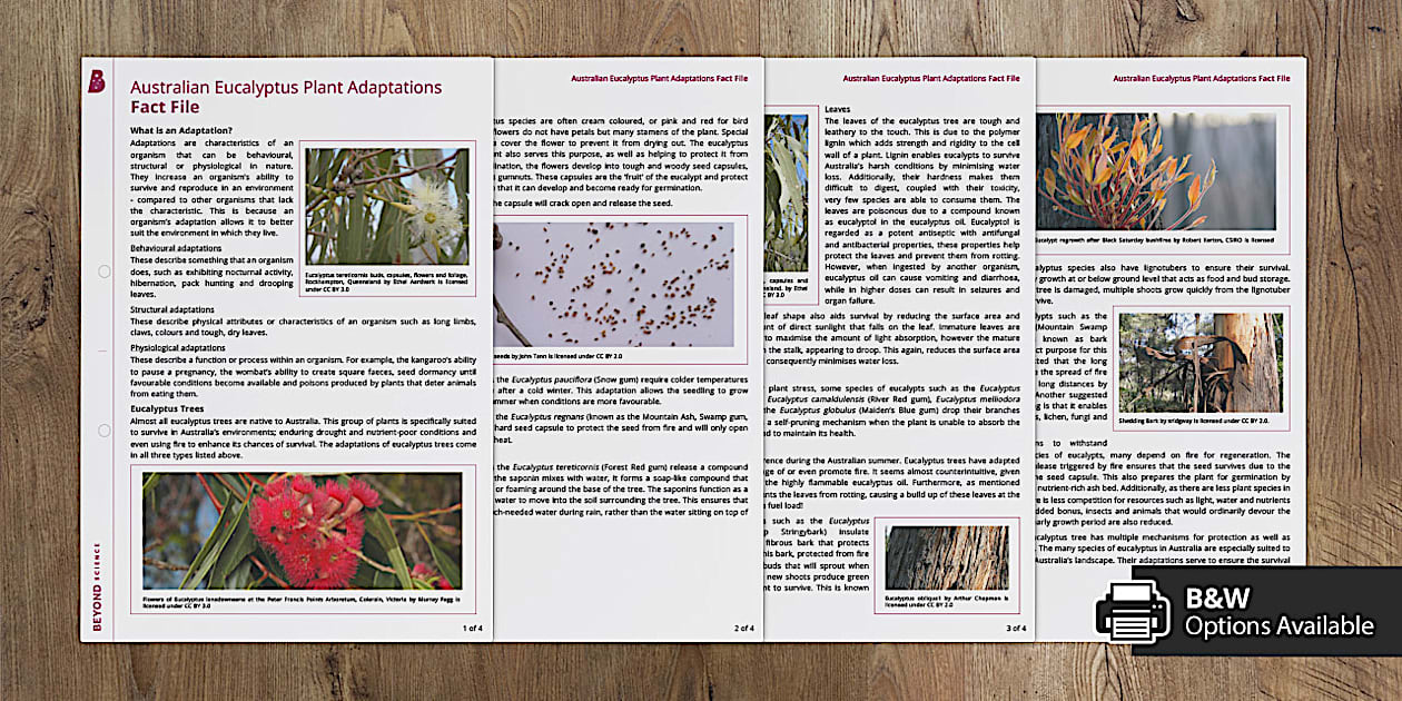 Australian Eucalyptus Plant Adaptations Fact File - Twinkl