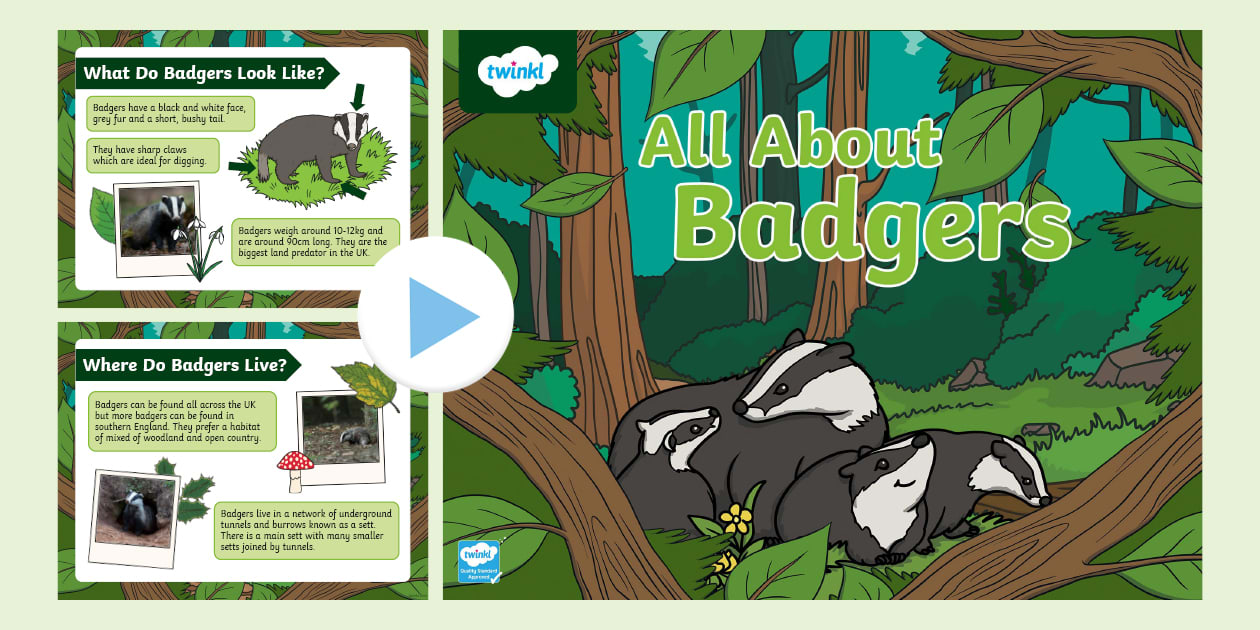 All About Badgers PowerPoint (teacher made) - Twinkl