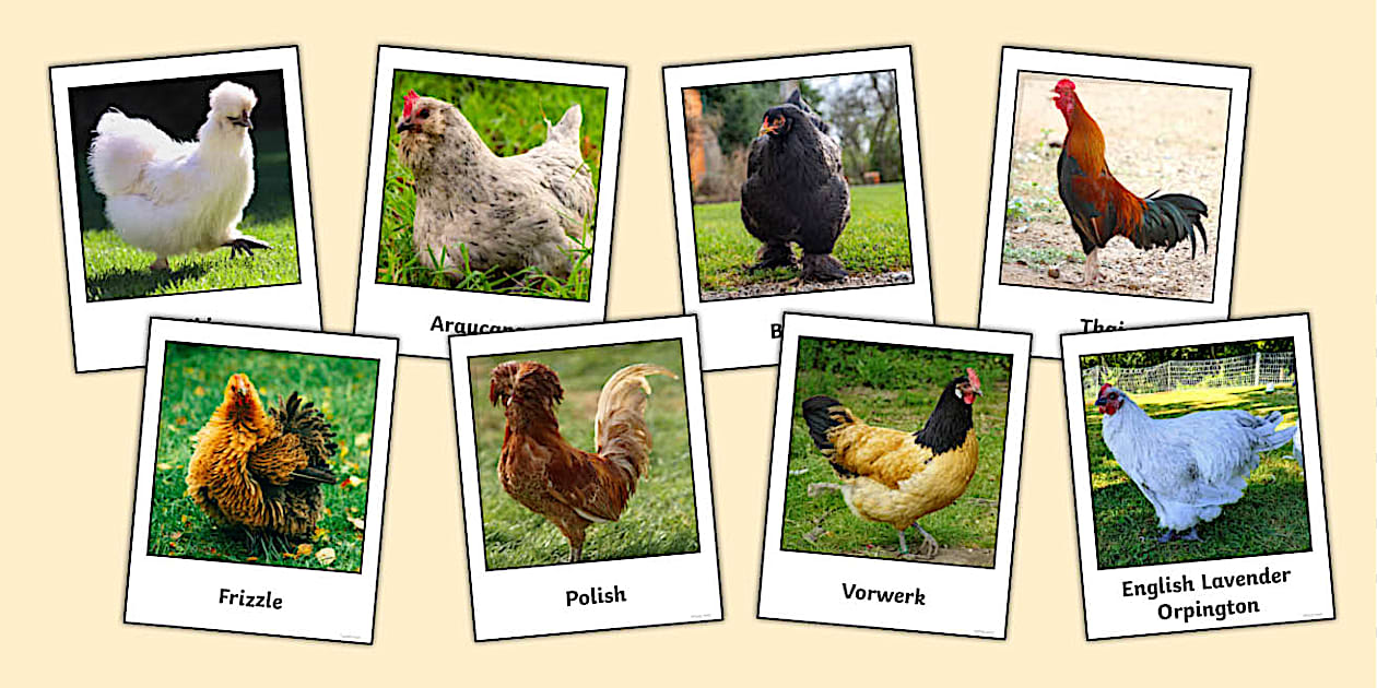 Types of Chicken Instant Photo Style Display Images - Twinkl