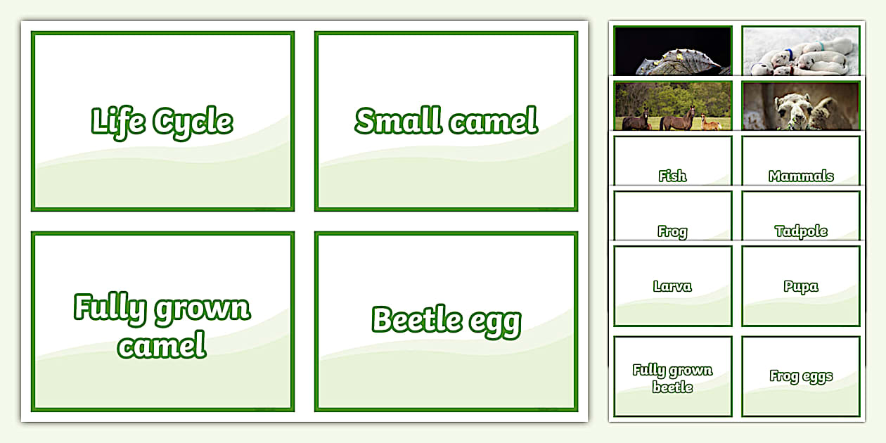 Matching Cards: Animal Life Cycles