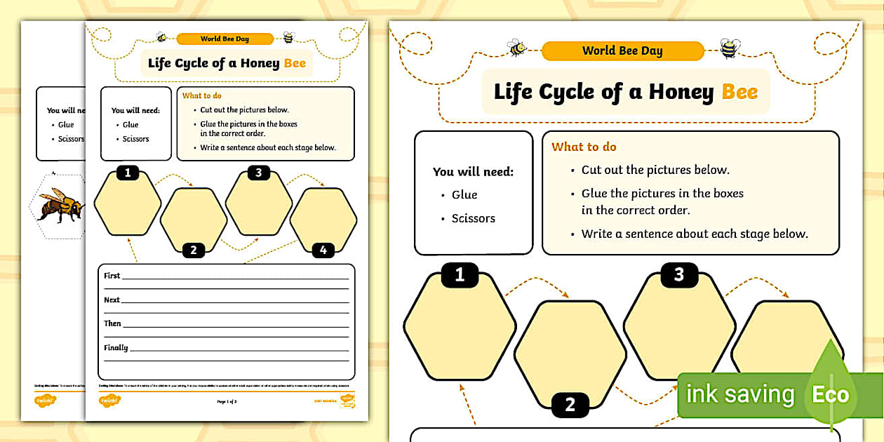 Life Cycle of a Honey Bee Activity Sheet