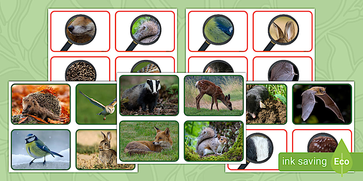 Woodland Animal Close-Up Matching Cards | Twinkl - Twinkl