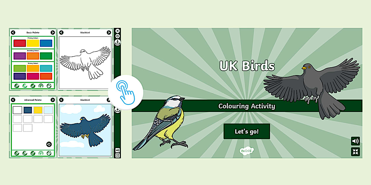 UK Birds Interactive Colouring (teacher made) - Twinkl