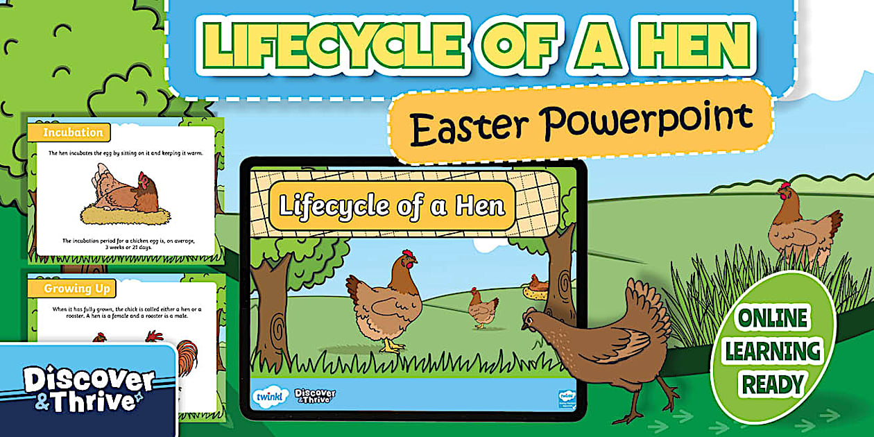 Lifecycle of a Hen Powerpoint 2nd Class