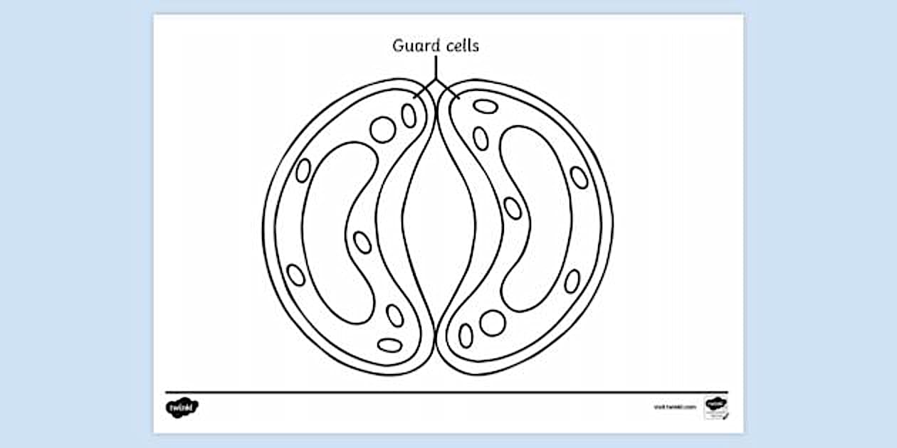 Guard Cells Colouring | Colouring Sheets (professor feito)