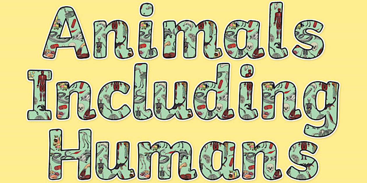 Cursive Animals Including Humans Display Lettering - Twinkl
