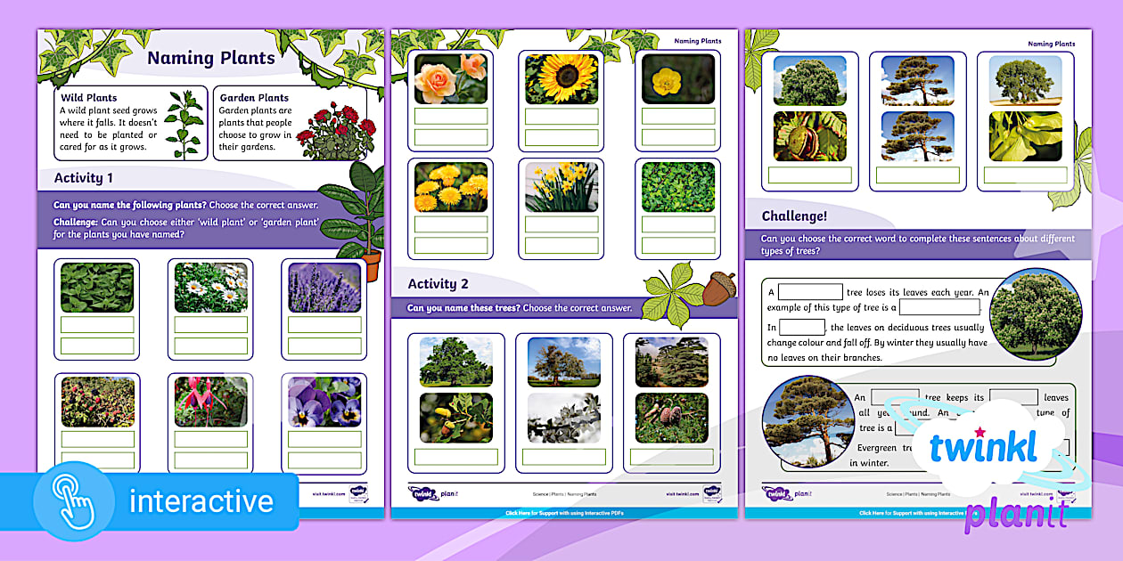 Interactive PDF: Home Learning: Science: Y1: Naming Plants