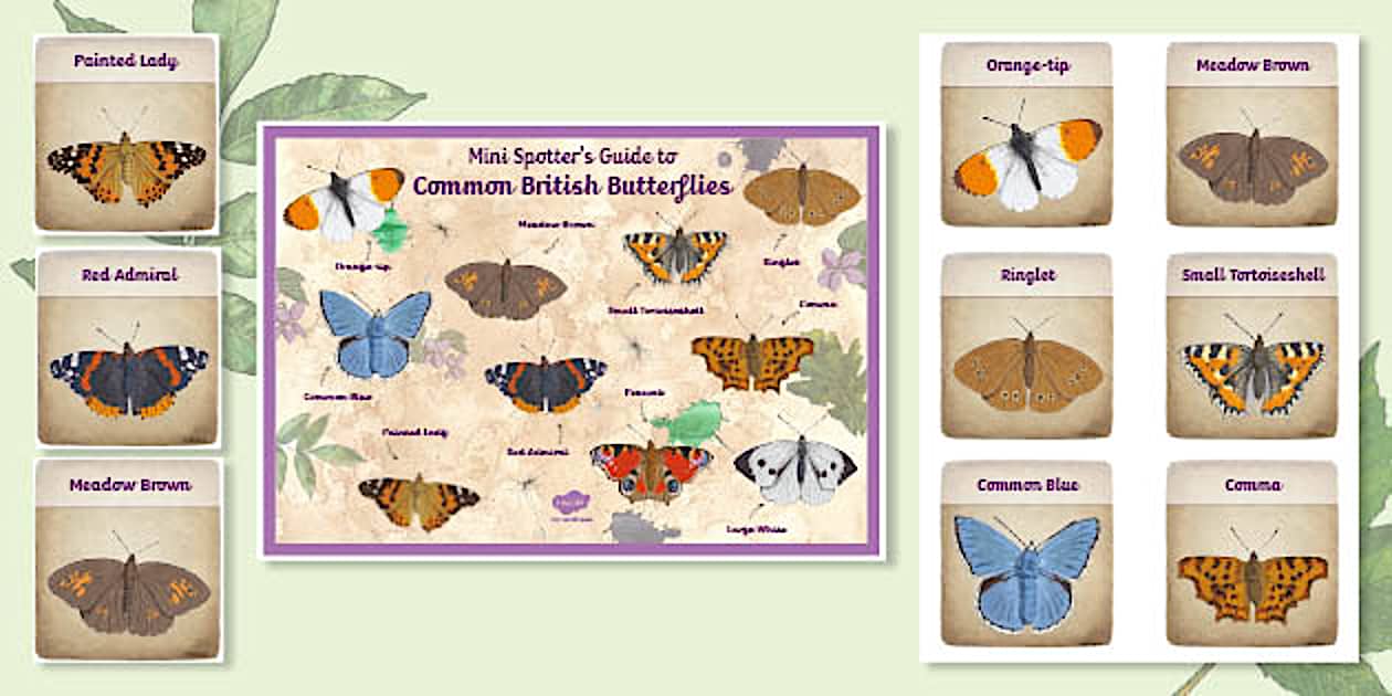 Common British Butterflies Spotter Guides (teacher made)
