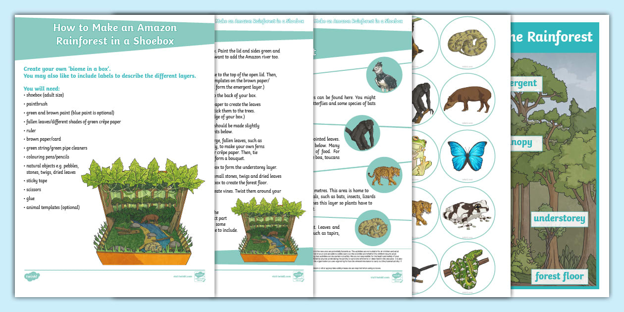 Shoebox Habitat | Make an Amazon Rainforest in a Shoebox