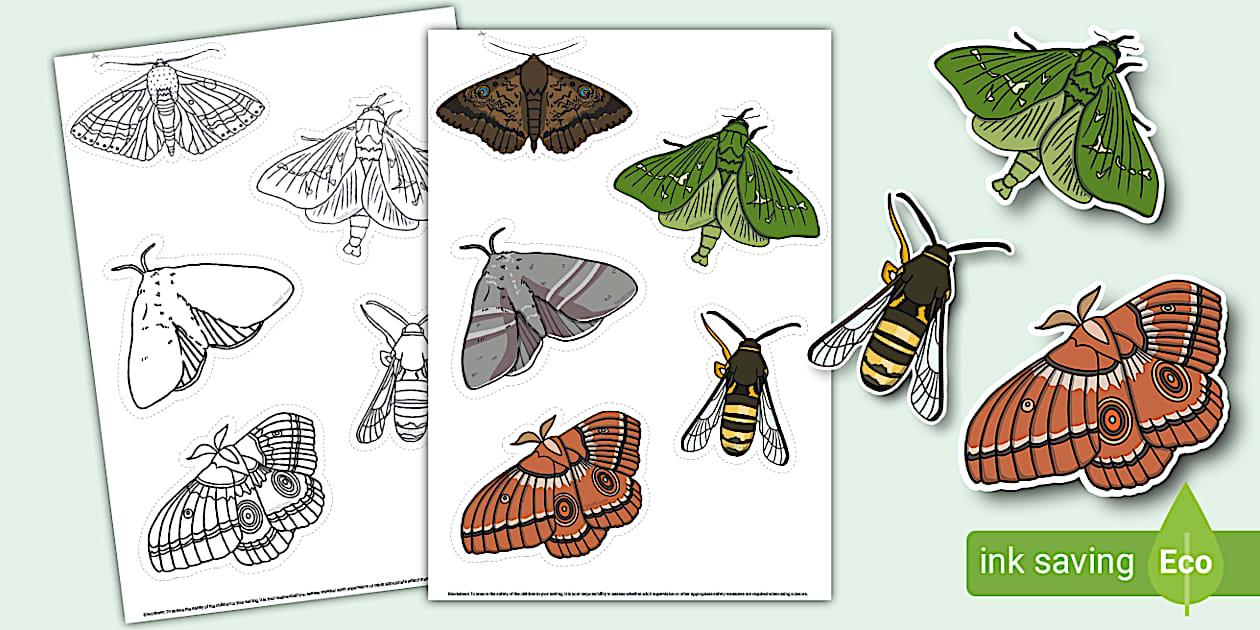 Moth Display Cut-Outs (teacher made) - Twinkl
