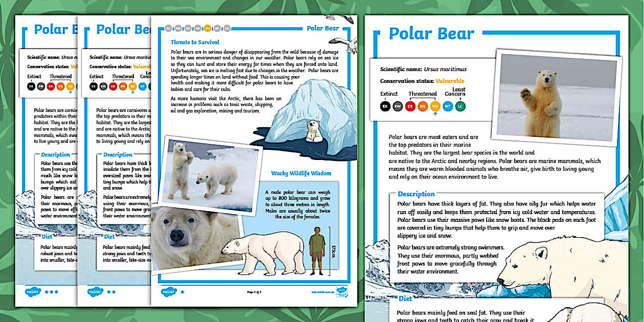 Endangered Species Day Polar Bear Differentiated Fact File