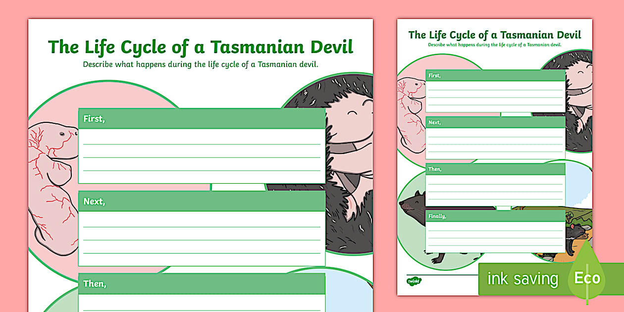 Tasmanian Devil Life Cycle Writing Frame Worksheet - Twinkl
