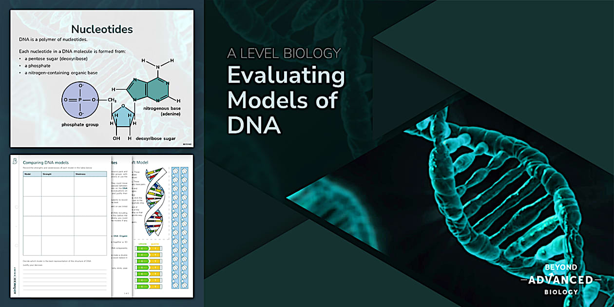 DNA Models Evaluation Pack | A Level Biology | Beyond