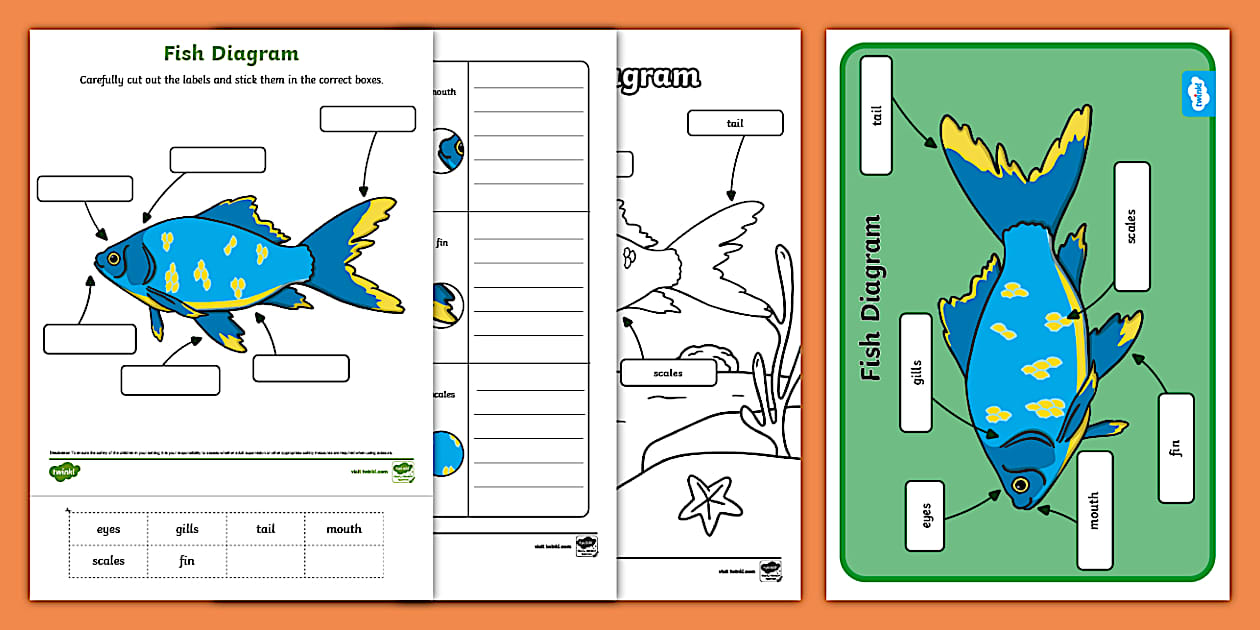 Fish Diagram Activity Pack (creat de profesori) - Twinkl