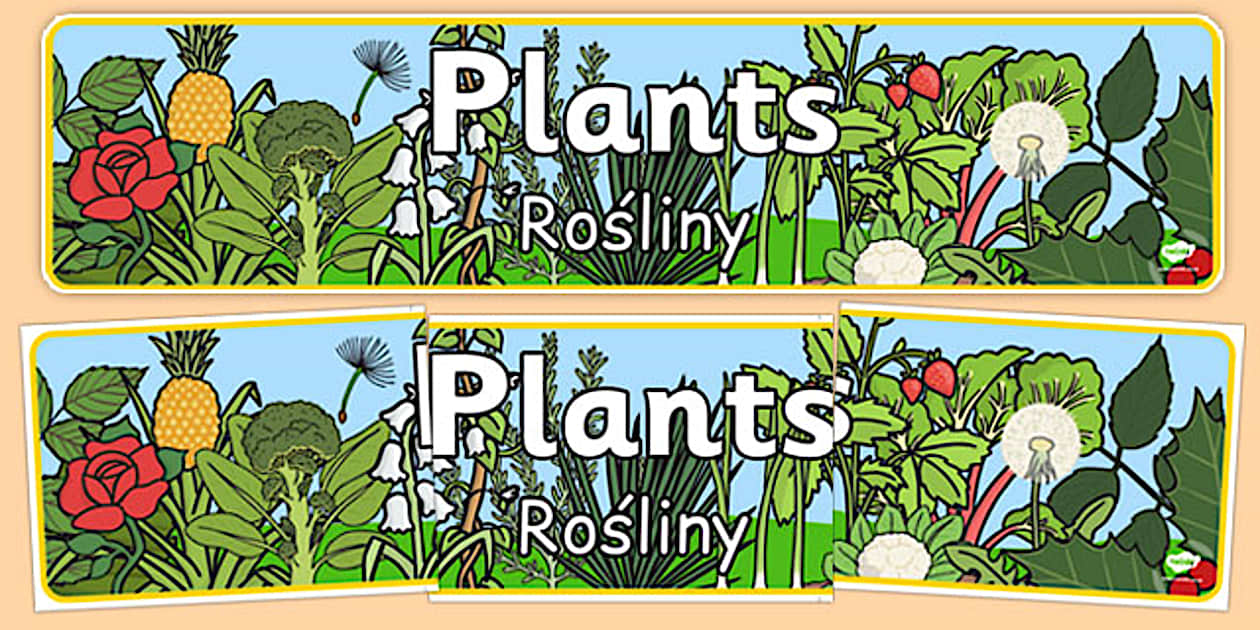 Plants Display Banner Polish Translation - Twinkl