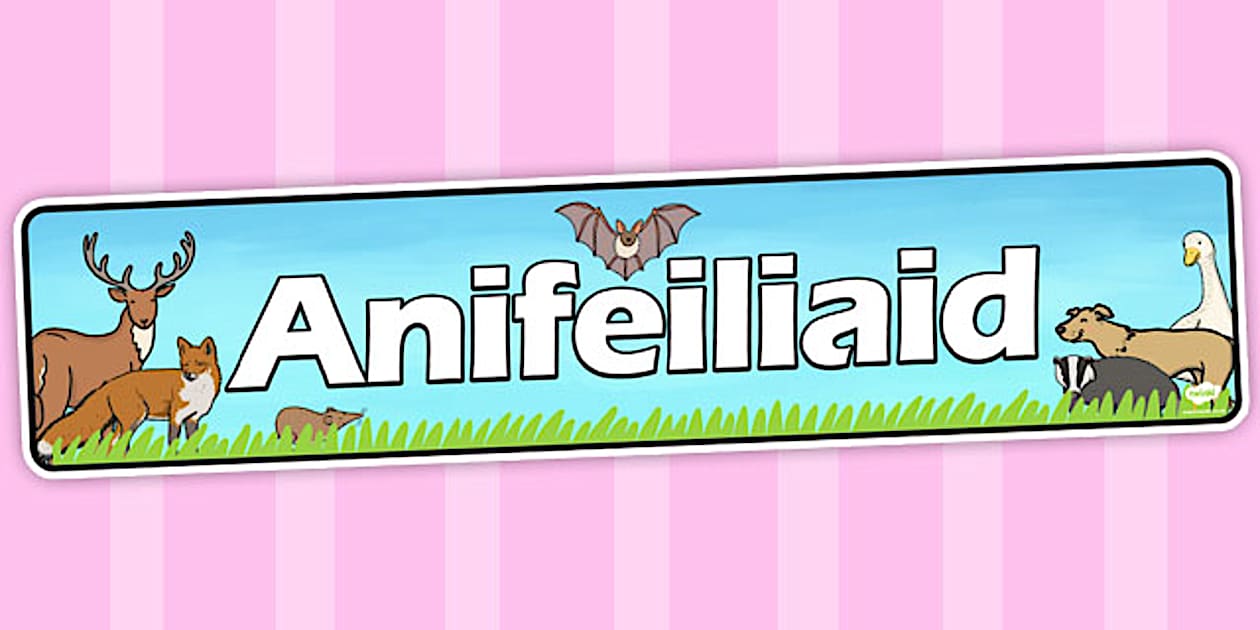 Welsh Animals Display Banner (Hecho por educadores) - Twinkl