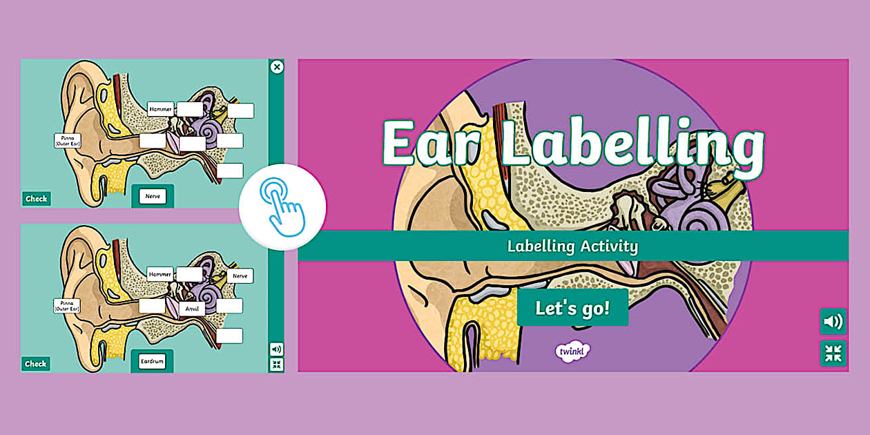 Parts of the Ear Interactive Labelling Activity - Twinkl