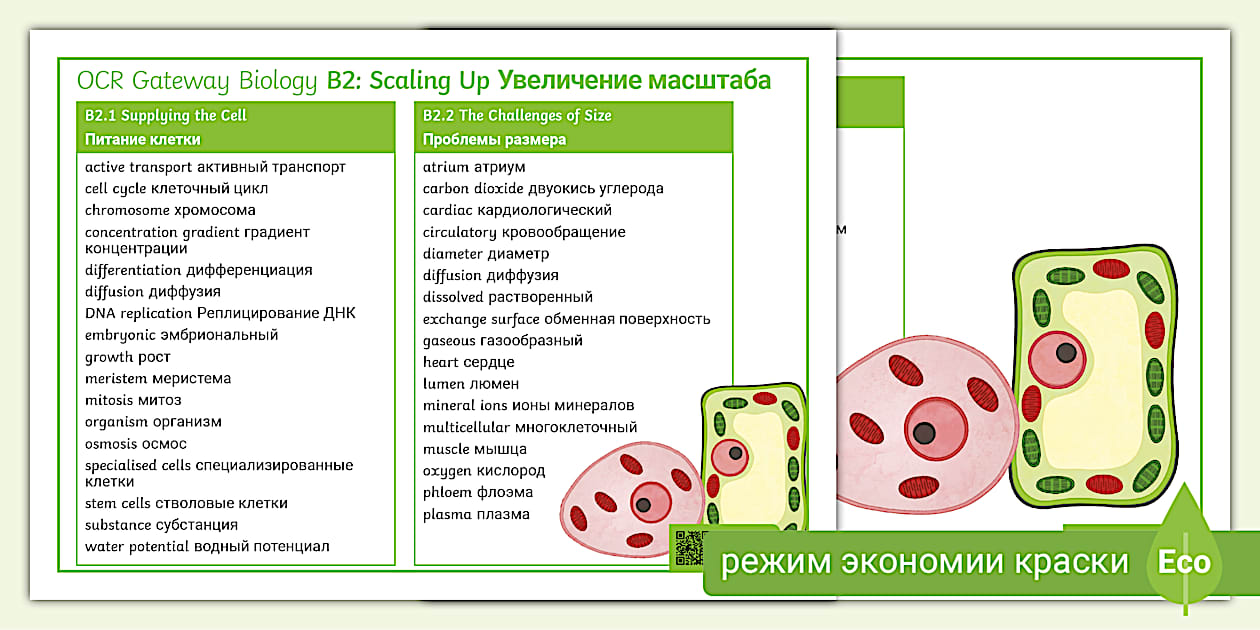 Biology Topic B2 Scaling Up Word Mat English Russian