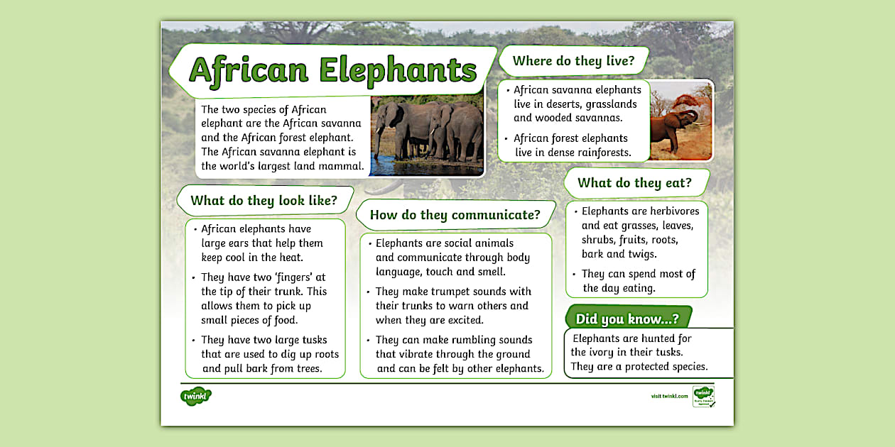 KS1 African Elephant Fact File | Wildlife | Animals - Twinkl